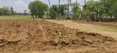Charan RED Sandel Garden Location Map Veerabhadrapeta, Vizianagaram